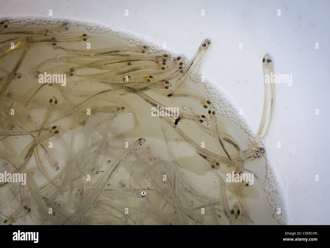 New Zealand Whitebait : (Galaxias maculatus): juvenile fishes, locally ...