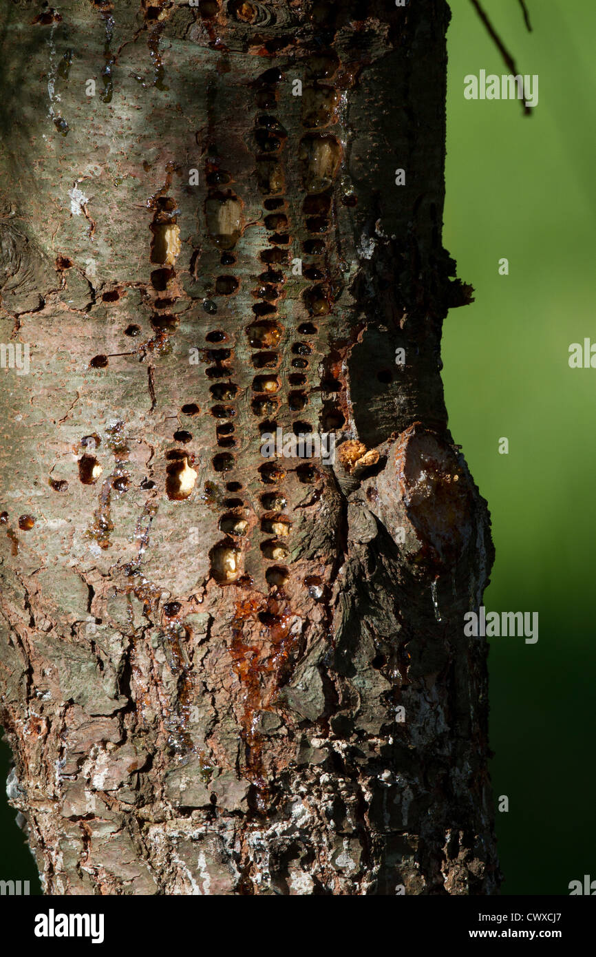 Sapsucker damage hi-res stock photography and images - Alamy