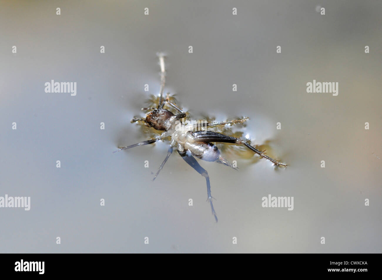 A Dead Cricket Stock Photo - Alamy