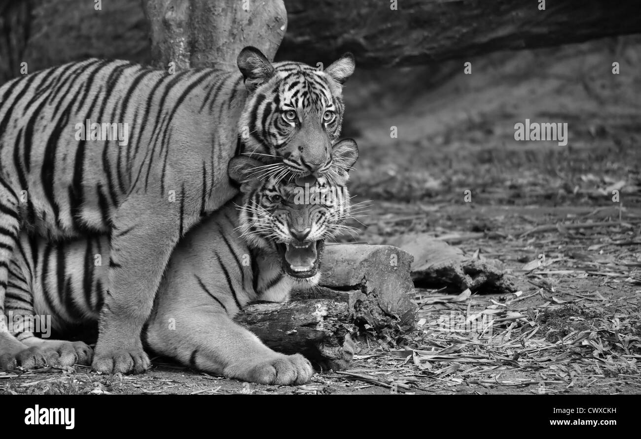 Tiger black and white hi-res stock photography and images - Alamy