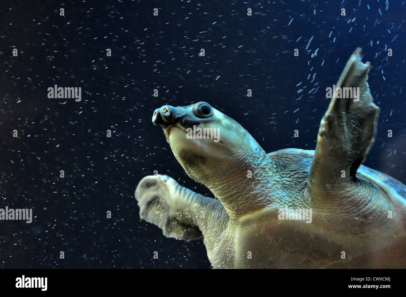 Baby Fly River Turtle