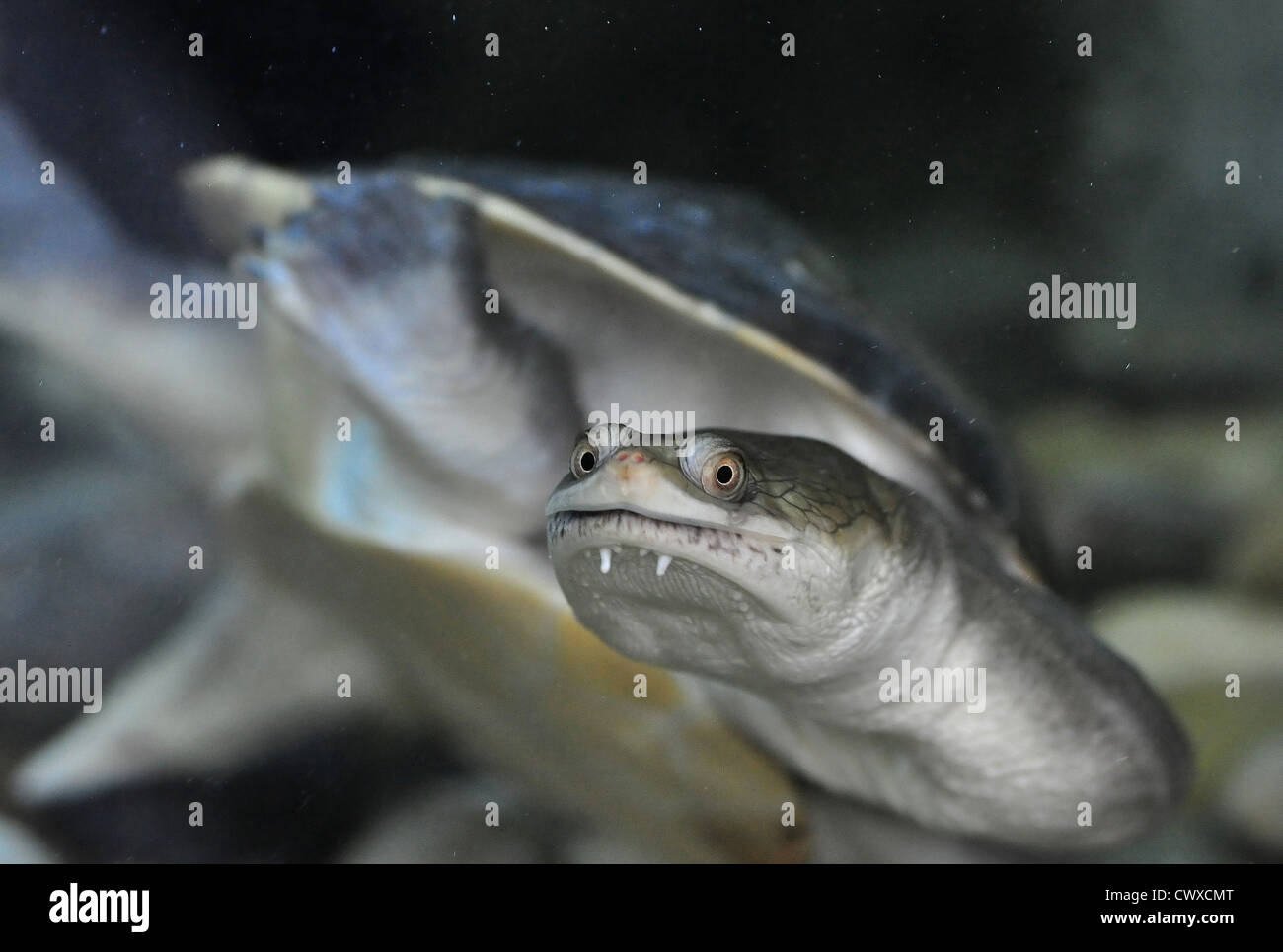 Long neck turtle hi-res stock photography and images - Alamy