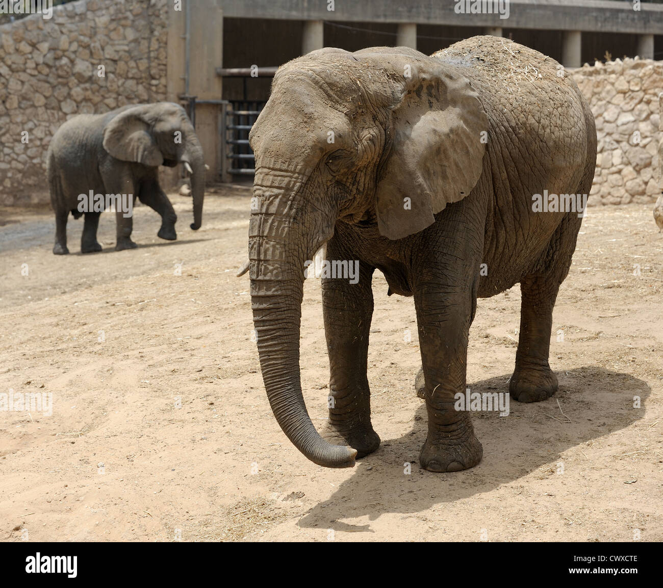 The largest land animal in the zoo Stock Photo - Alamy