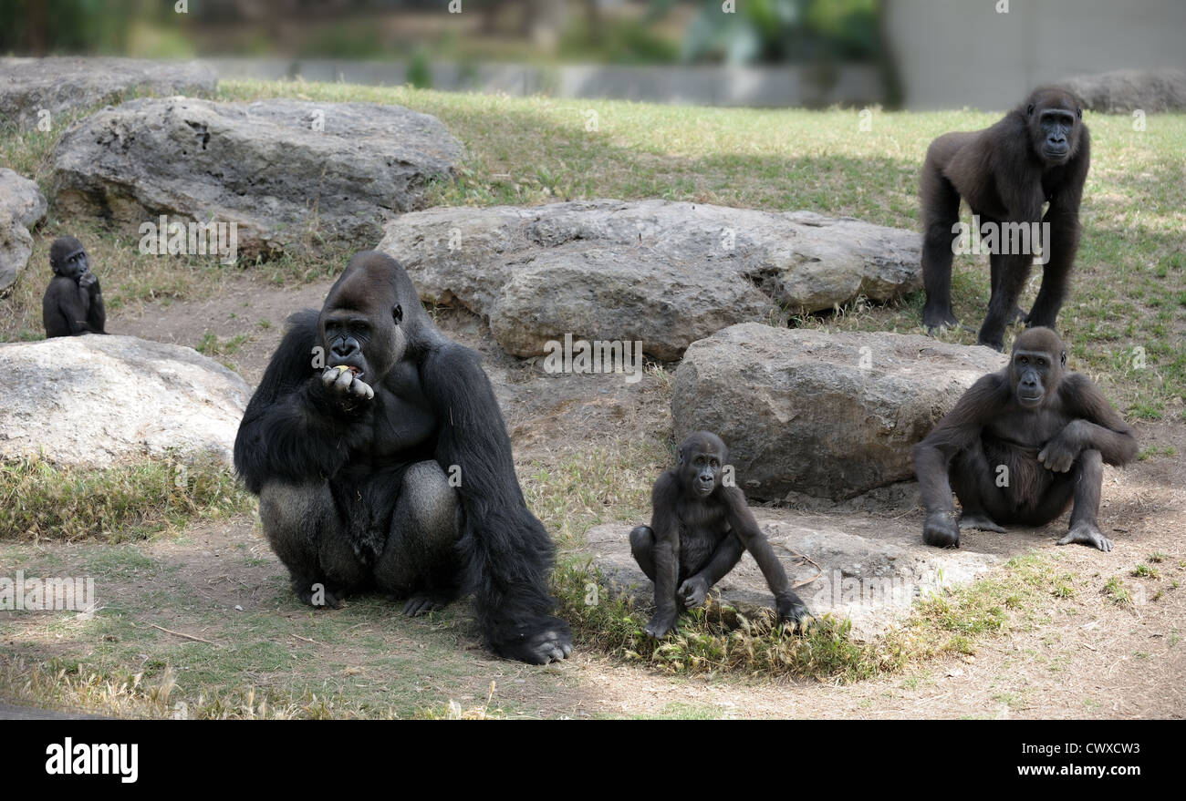 Gorilla zoo hi-res stock photography and images - Alamy