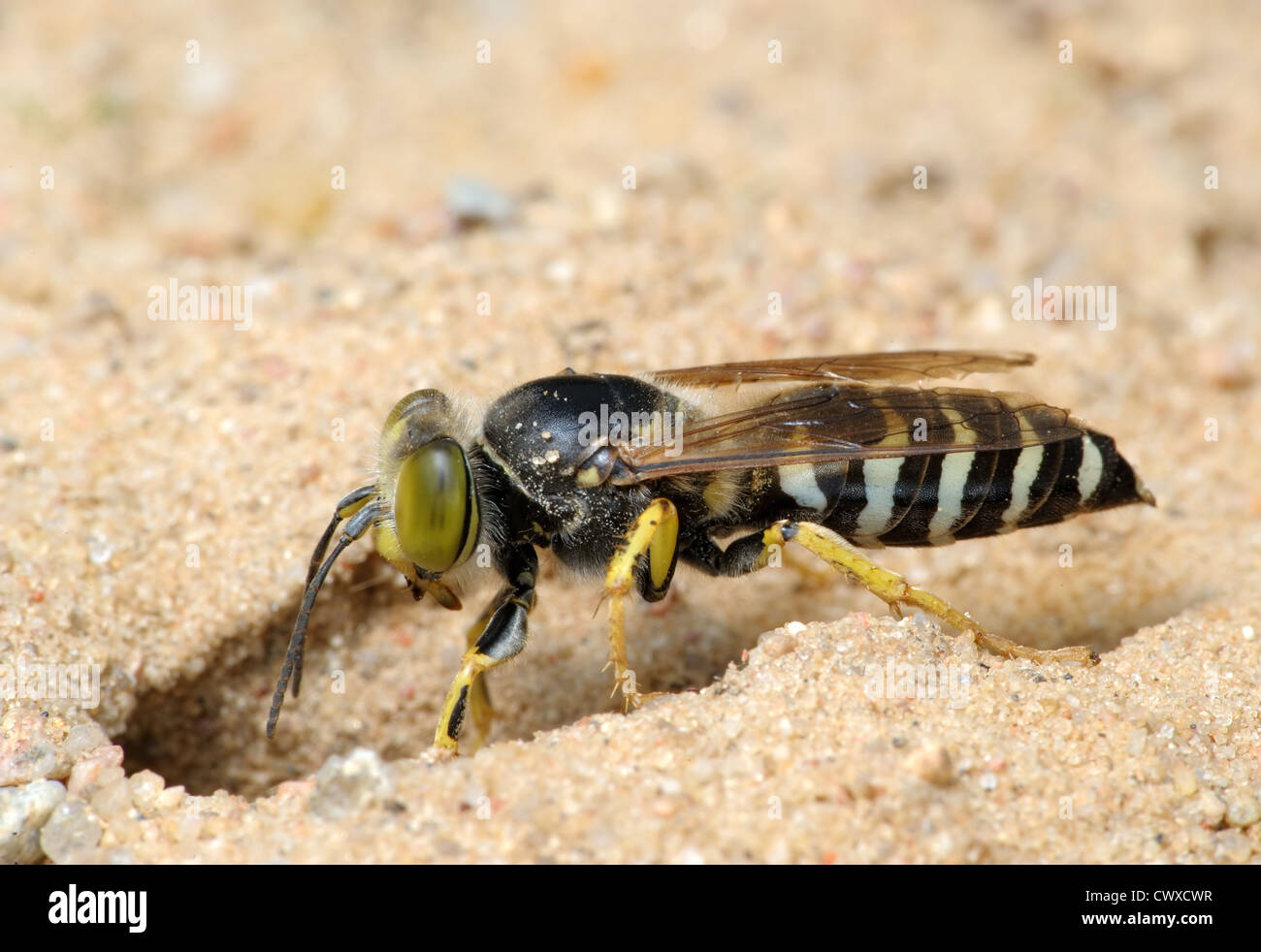 The wasp Bembex rostratus burrow in the sand Stock Photo - Alamy