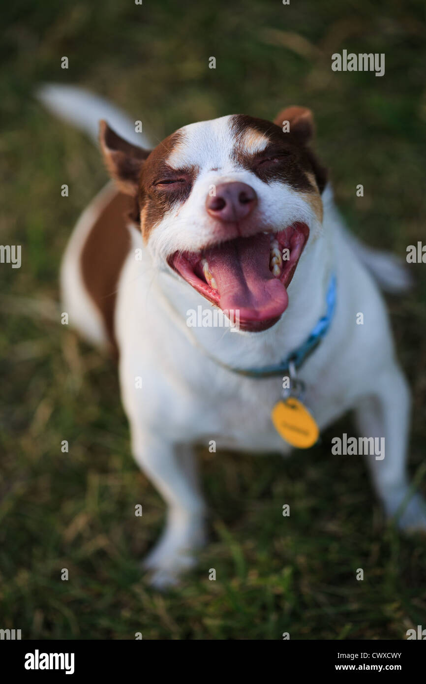 Smiling dog hi-res stock photography and images - Alamy