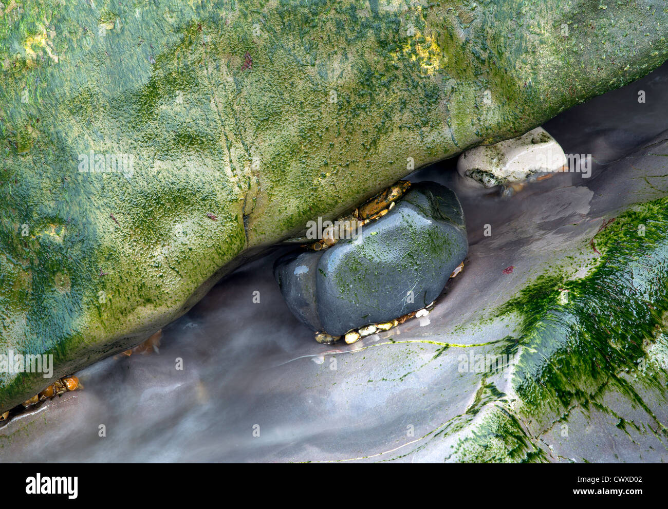 A small rock wedged between big rocks with green algae on the rocks ...