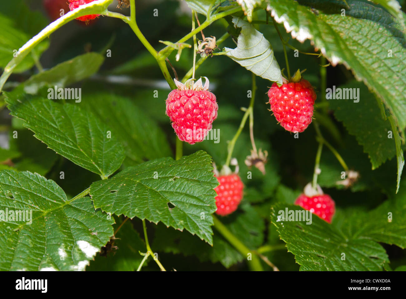 Raspberries (rubus idaeus Stock Photo - Alamy