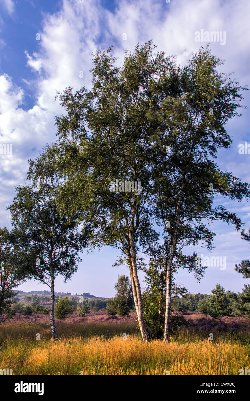 Silver birch tree summer hi-res stock photography and images - Alamy