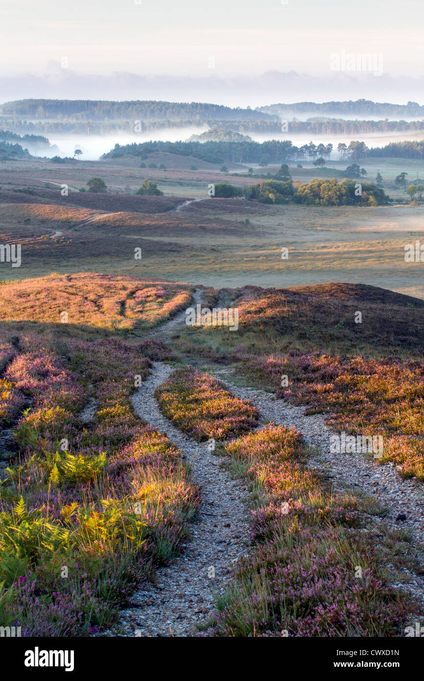 Burley new forest national park hi-res stock photography and images - Alamy