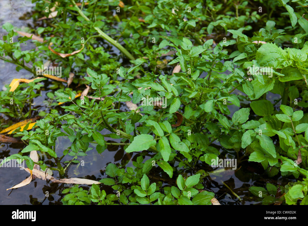 Watercress by a stream. one of nature's most nutritious vegetables ...