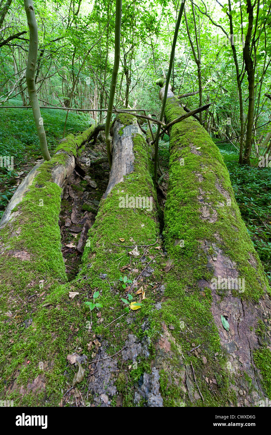 A large fallen tree with three trunks laying in Honeysuckle Bottom ...