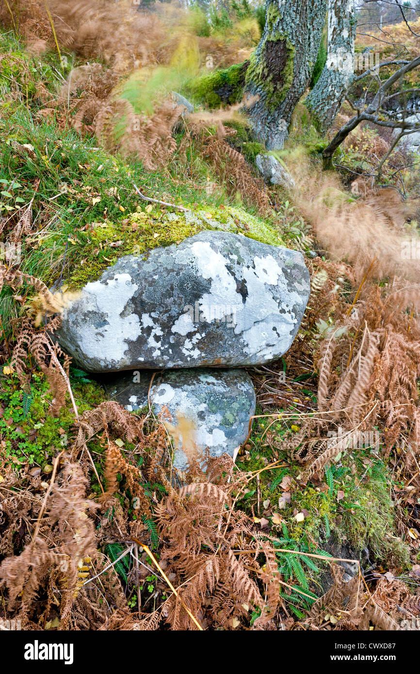Dead bracken hi-res stock photography and images - Alamy