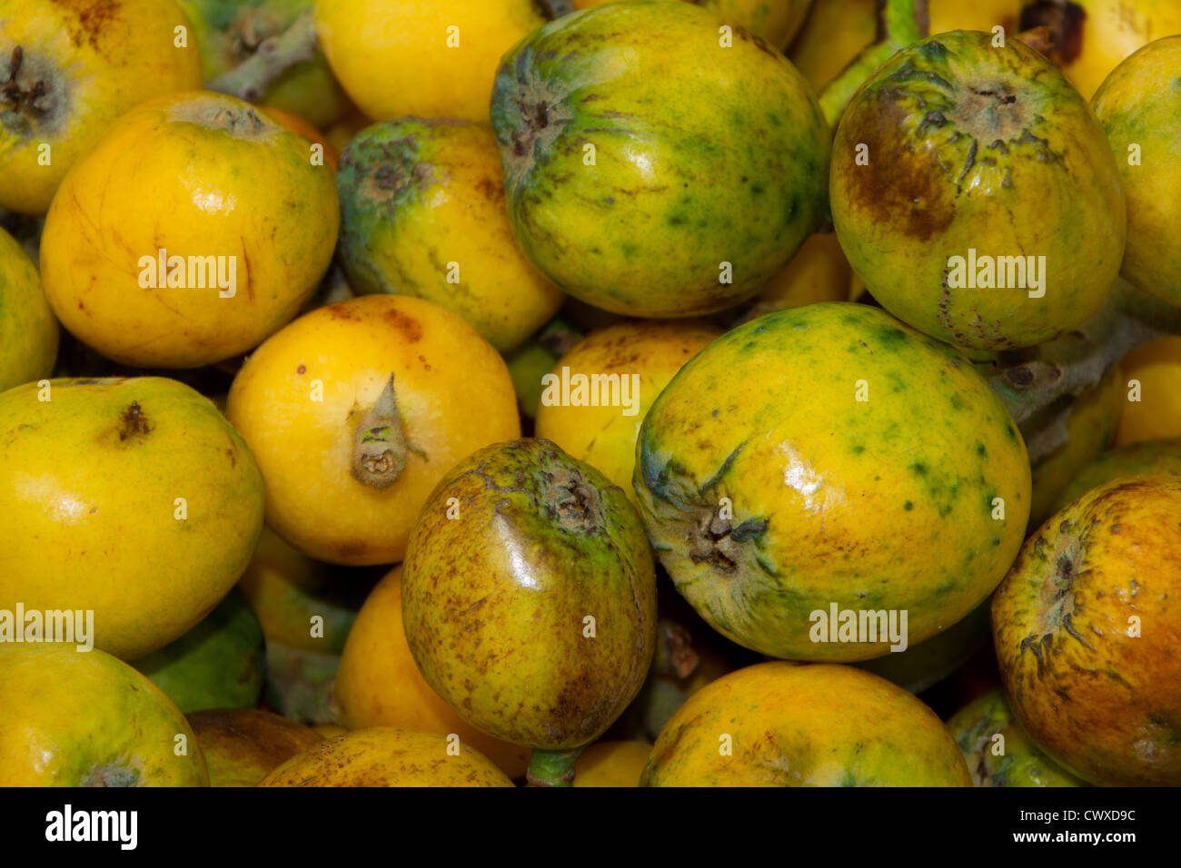 Loquot High Resolution Stock Photography and Images - Alamy