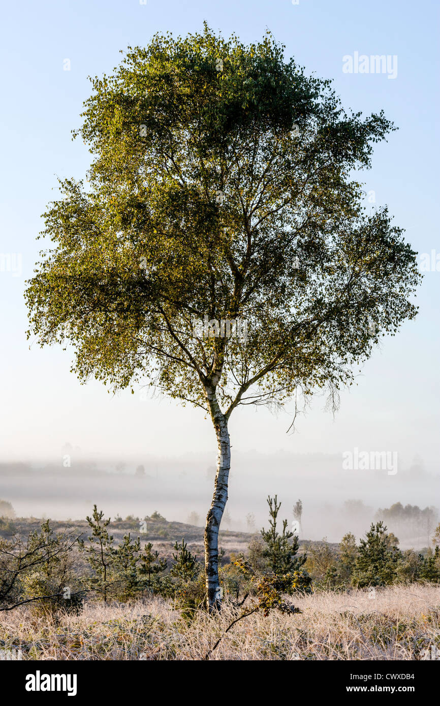 Chobham Common Nature Reserve High Resolution Stock Photography and ...