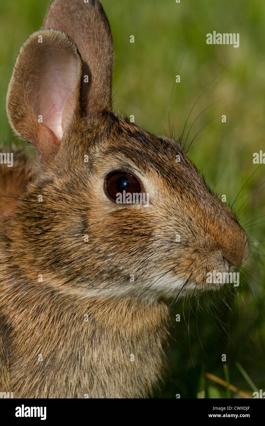Eastern cottontail rabbit Stock Photo - Alamy