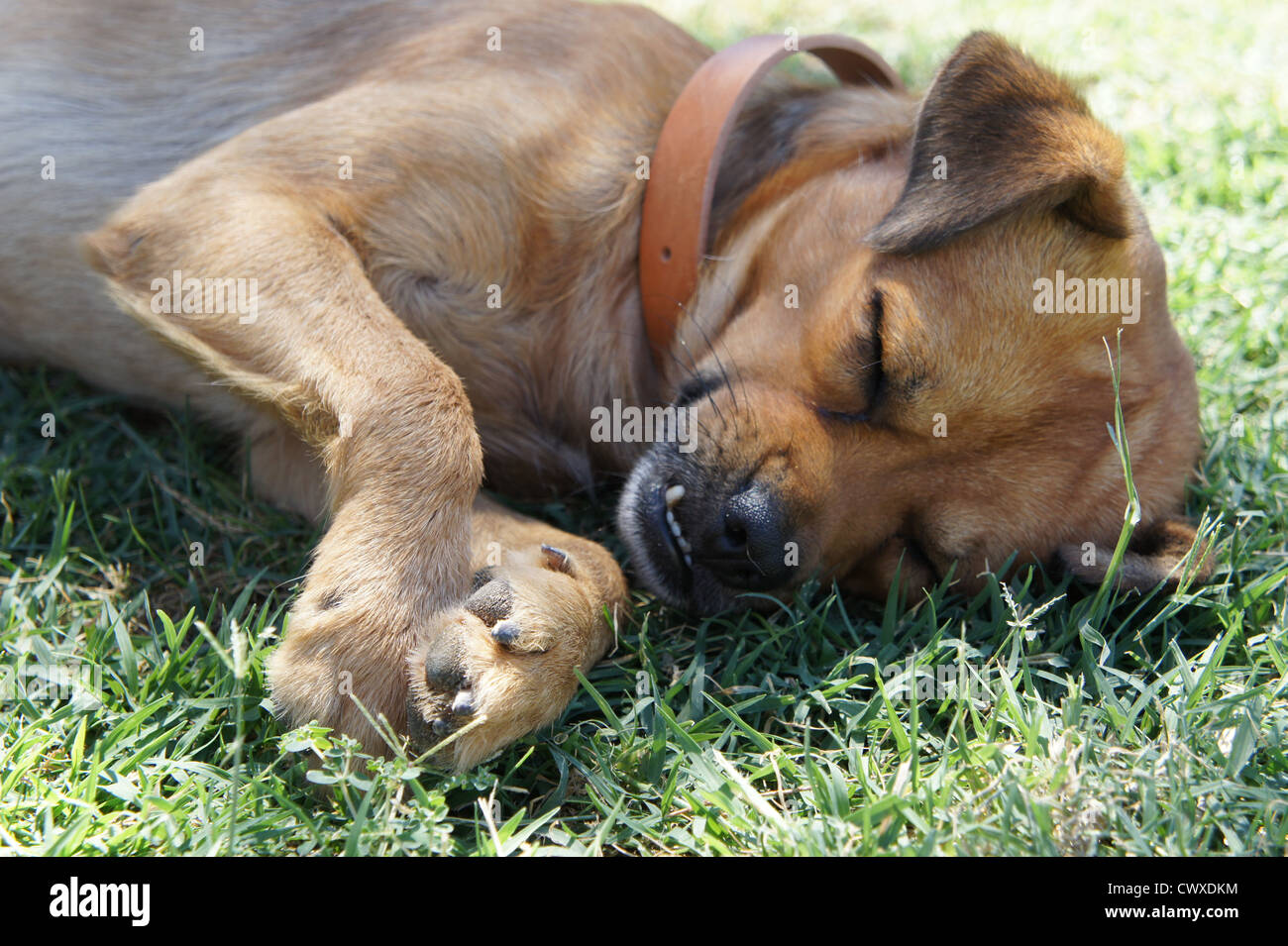 Dog taking a summer nap Stock Photo - Alamy