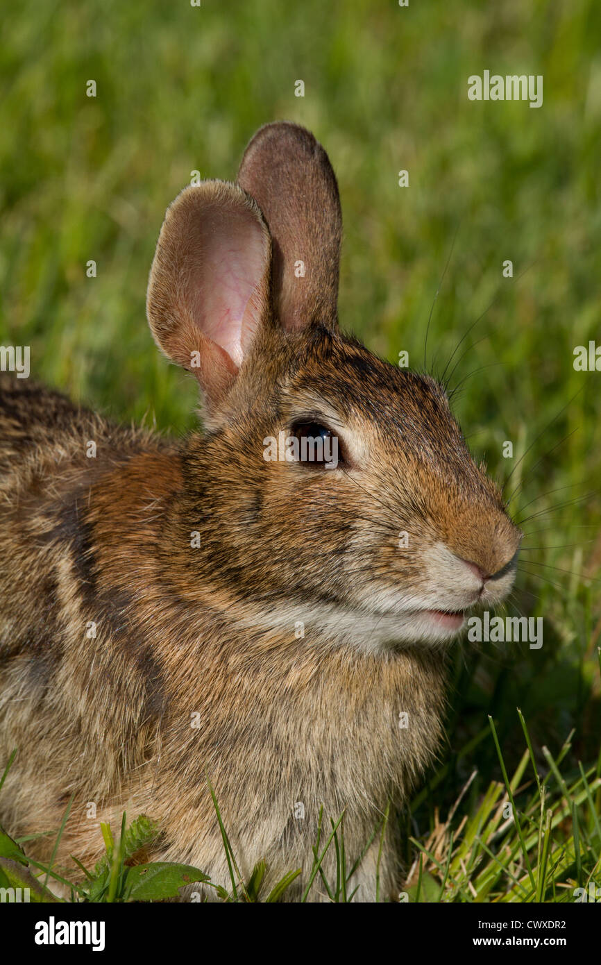 Eastern cottontail rabbit Stock Photo - Alamy