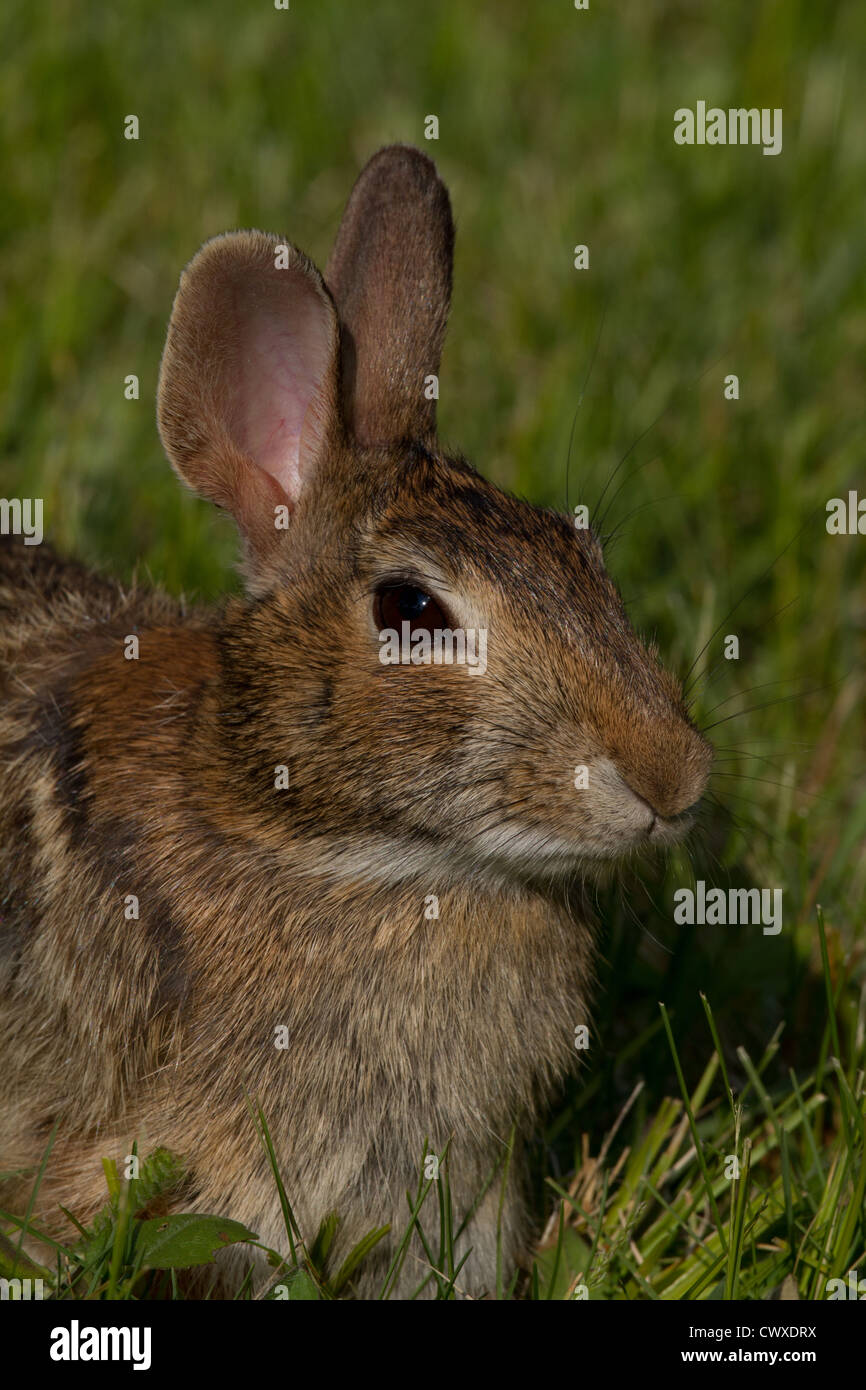 Eastern cottontail rabbit Stock Photo - Alamy