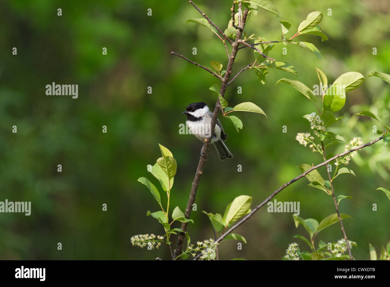 Female chickadee hi-res stock photography and images - Alamy