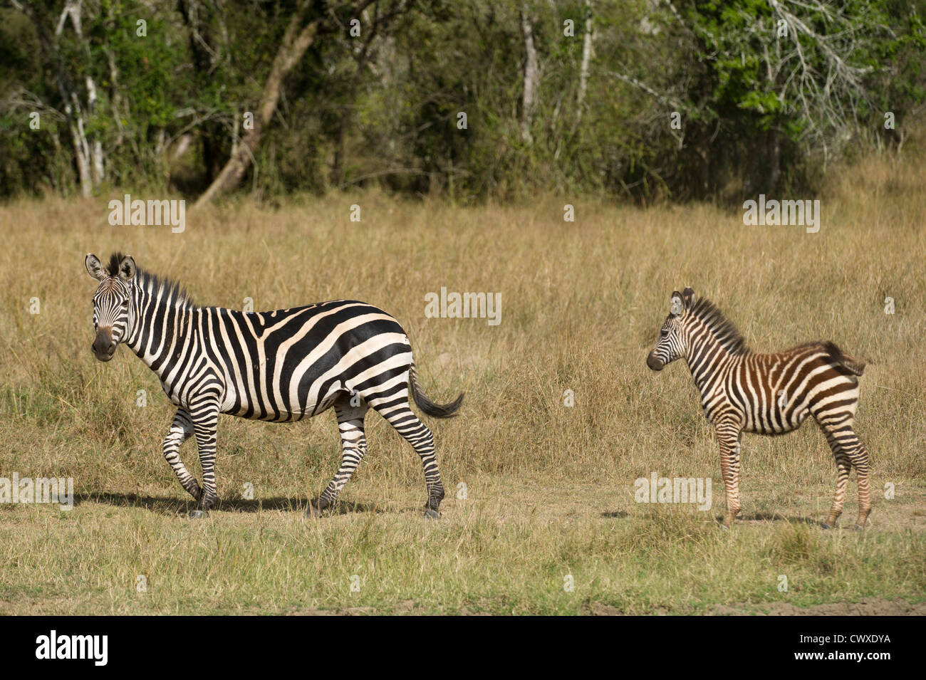 Burchell's zebra (Equus burchellii), Akagera National Park, Rwanda ...