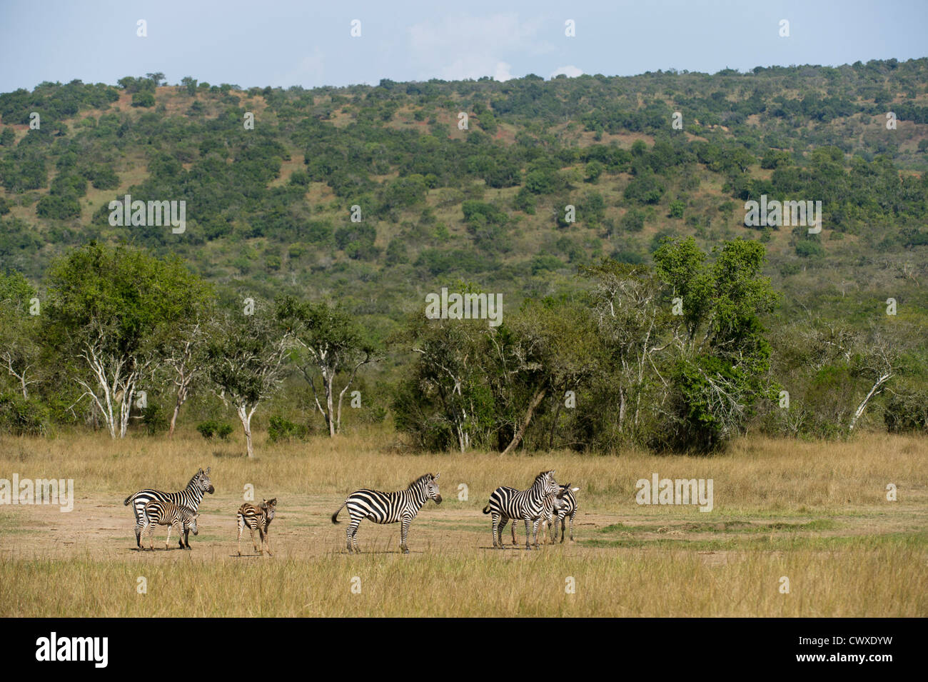 Zebra wildlife park hi-res stock photography and images - Alamy