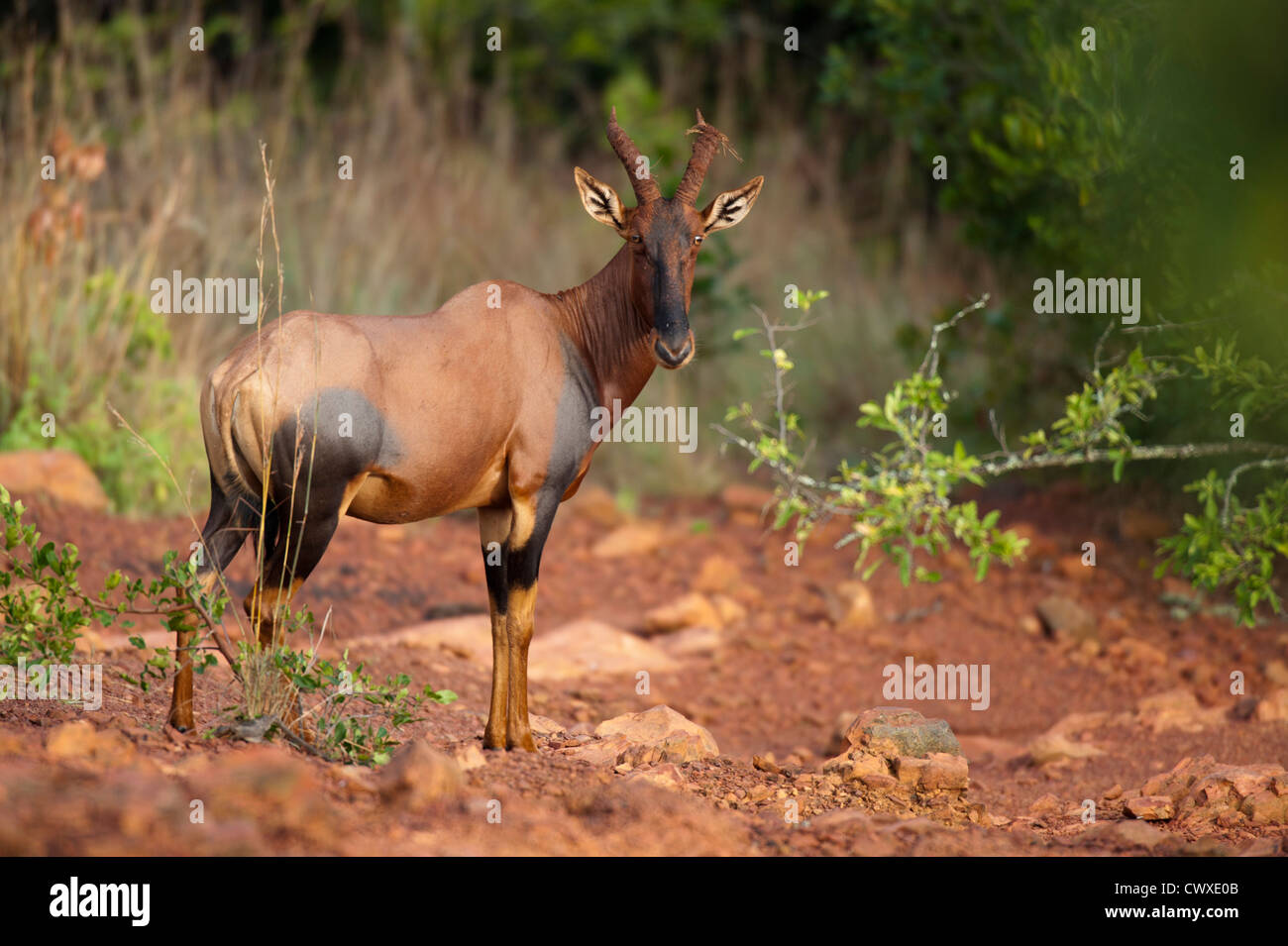 Topi (Damaliscus lunatus jimela), Akagera National Park, Rwanda Stock ...