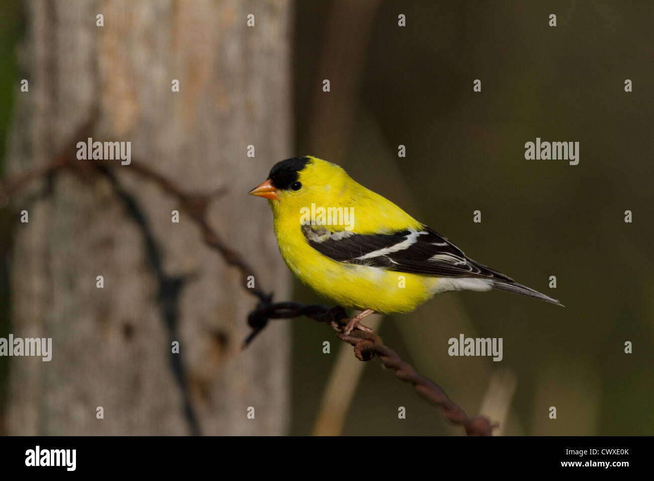 Male American goldfinch Stock Photo - Alamy