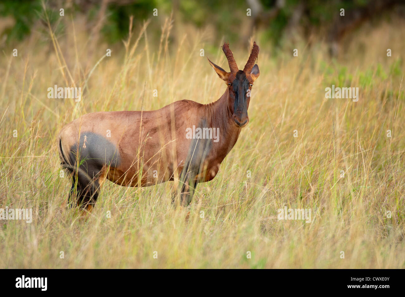 Topi (Damaliscus lunatus jimela), Akagera National Park, Rwanda Stock ...