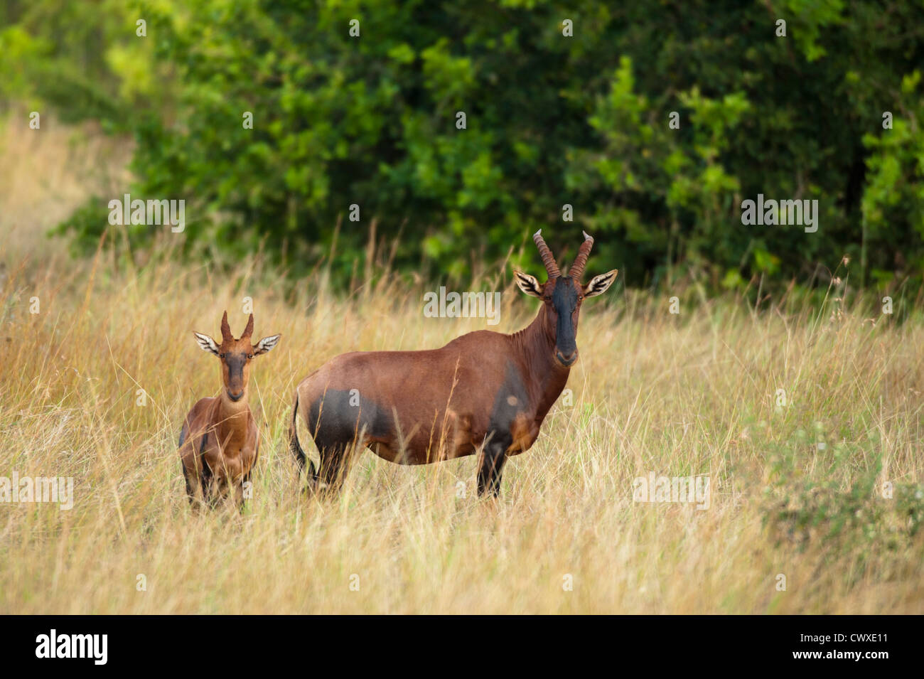Topi (Damaliscus lunatus jimela), Akagera National Park, Rwanda Stock ...