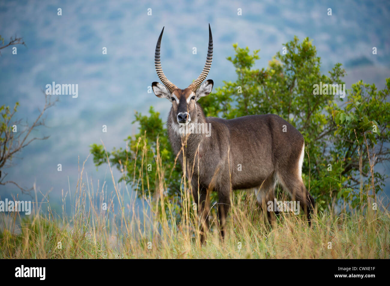 Defassa waterbuck (Kobus ellipsiprymnus defassa), Akagera National Park ...