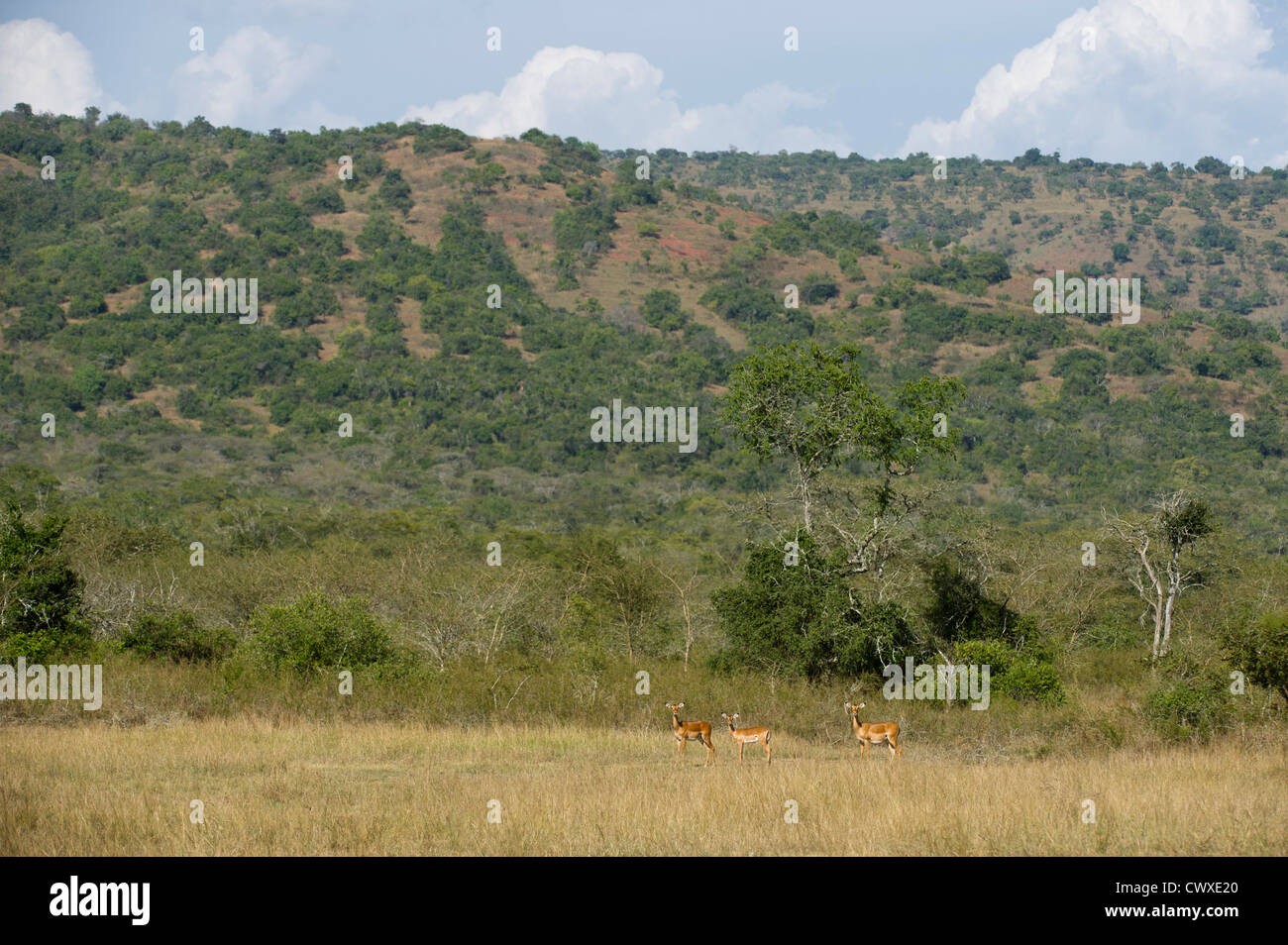 Impala (Aepyceros melampus), Akagera National Park, Rwanda Stock Photo ...