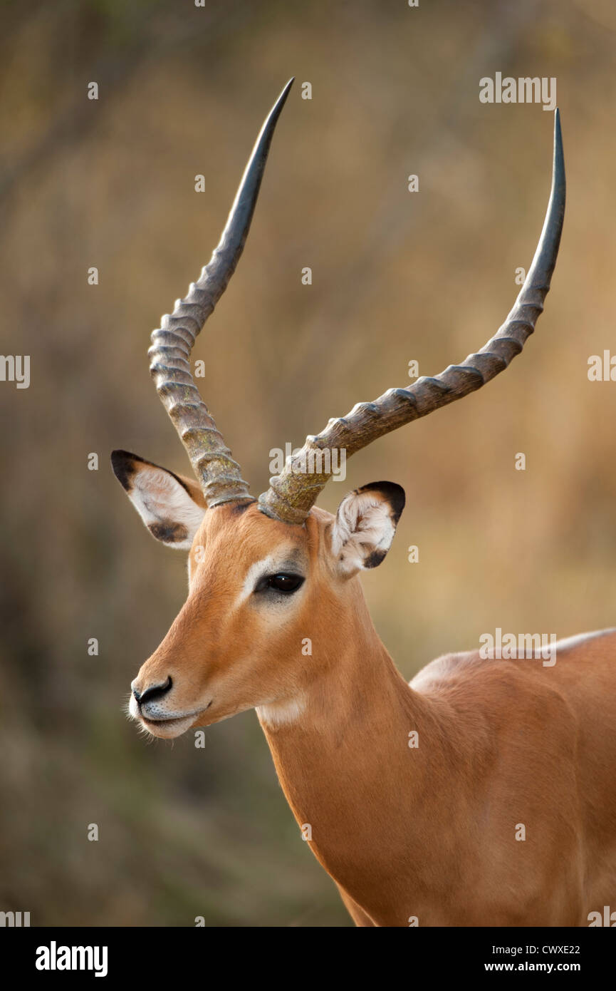 Male Impala (Aepyceros melampus), Akagera National Park, Rwanda Stock ...