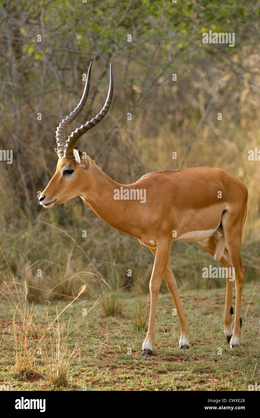Male Impala (Aepyceros melampus), Akagera National Park, Rwanda Stock ...