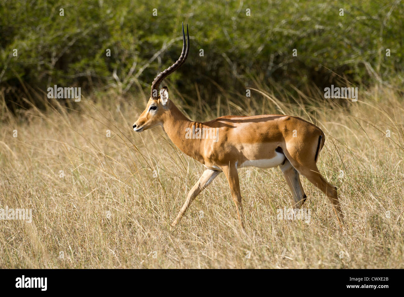 Male Impala (Aepyceros melampus), Akagera National Park, Rwanda Stock ...