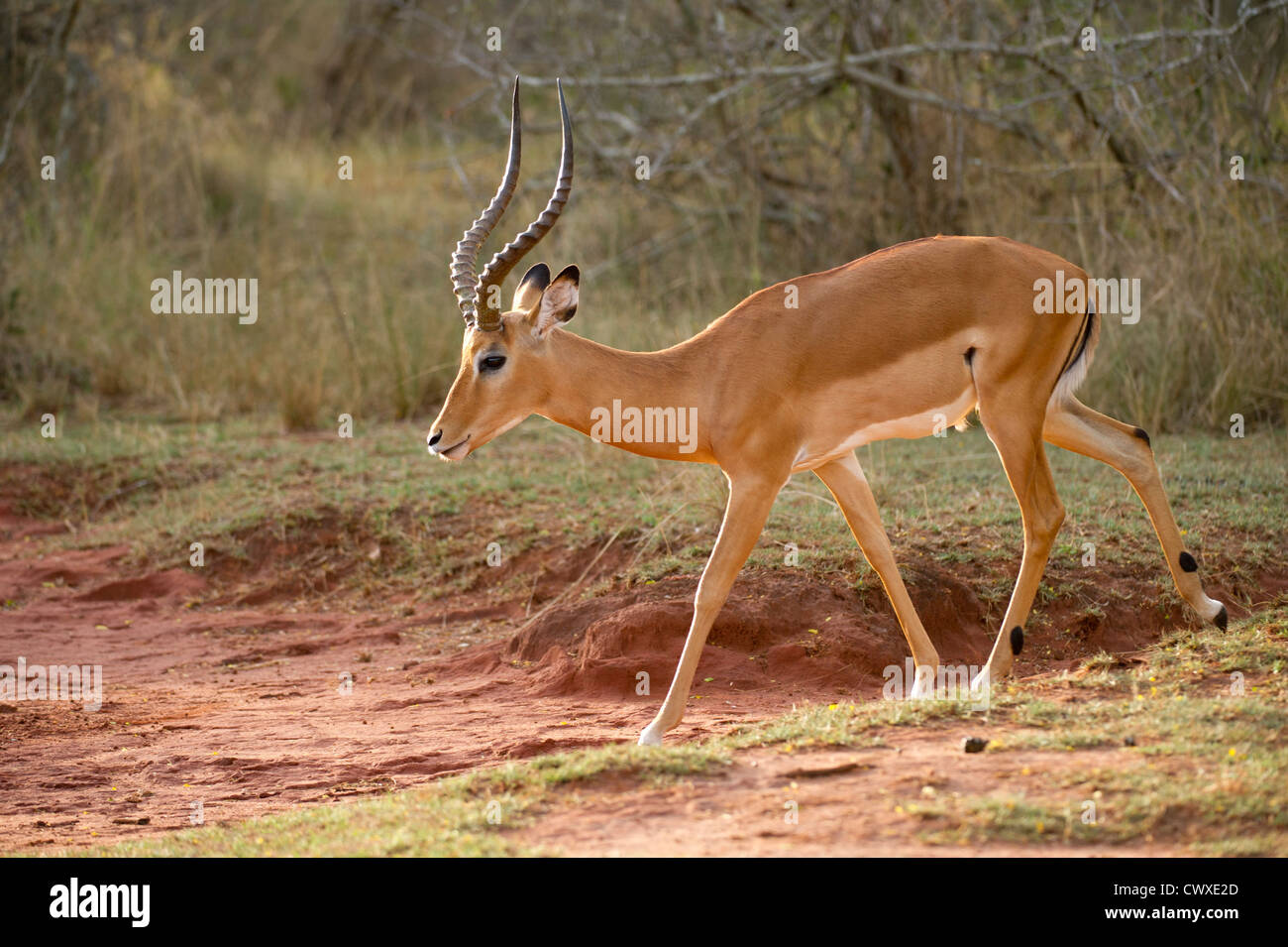 Male Impala (Aepyceros melampus), Akagera National Park, Rwanda Stock ...