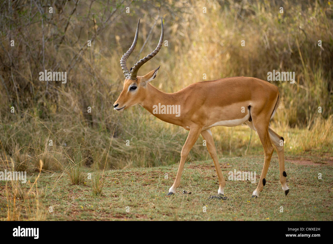 Fauna of rwanda hi-res stock photography and images - Alamy