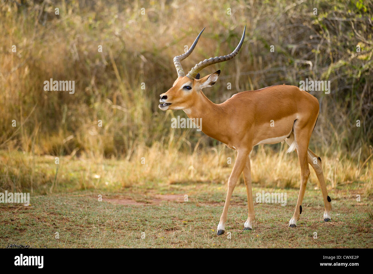 Male Impala (Aepyceros melampus), Akagera National Park, Rwanda Stock ...