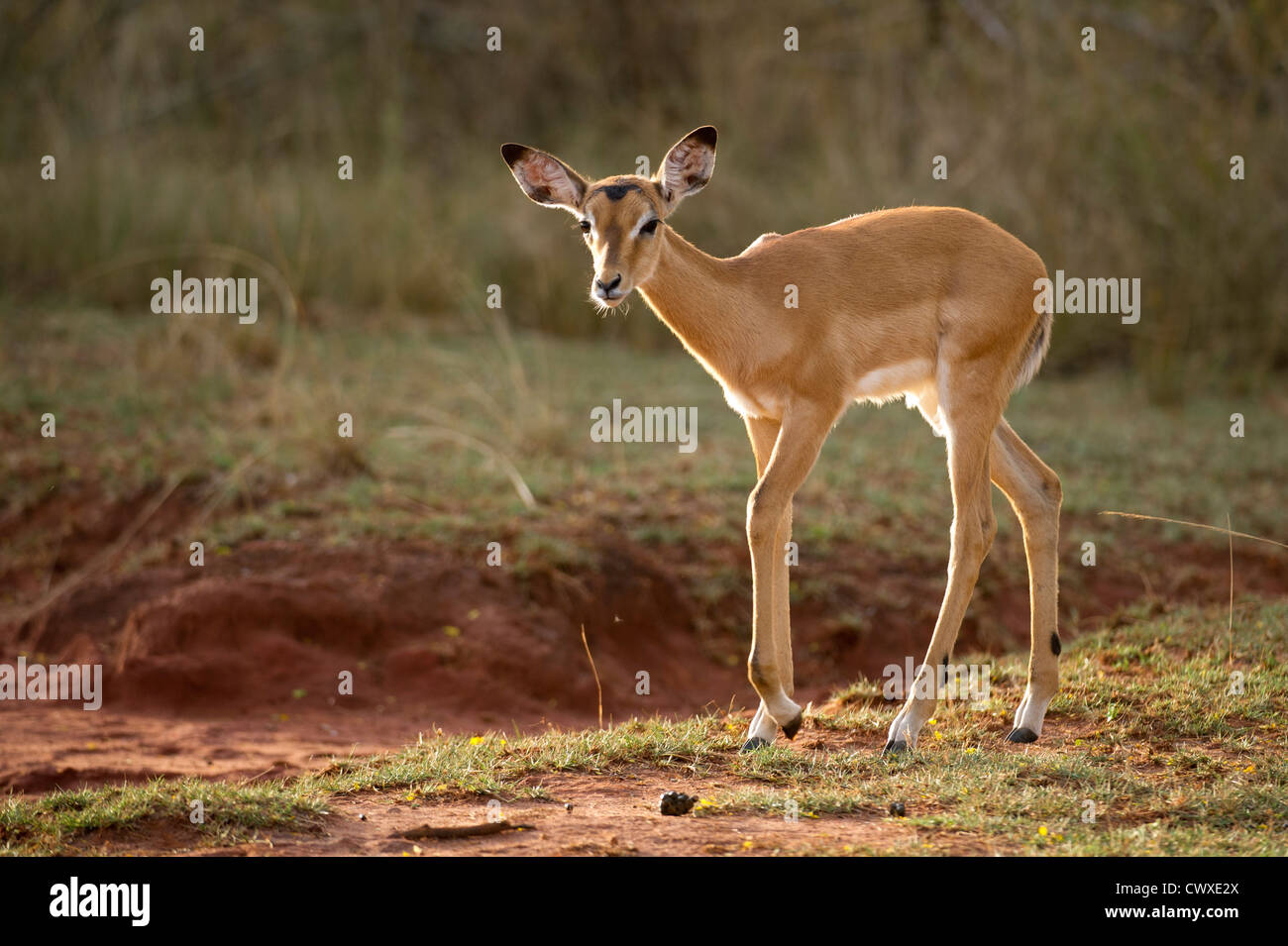 Young Impala (Aepyceros melampus), Akagera National Park, Rwanda Stock ...