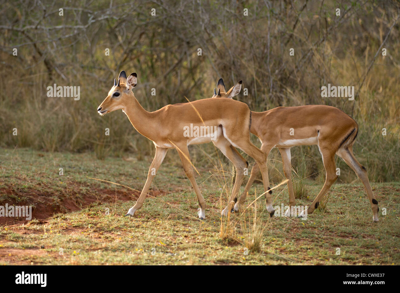 Impala (Aepyceros melampus), Akagera National Park, Rwanda Stock Photo ...