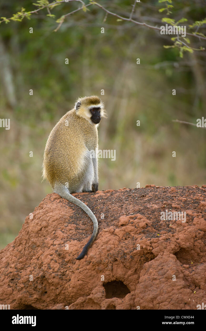 Vervet monkey (Cercopithecus aethiops), Akagera National Park, Rwanda ...