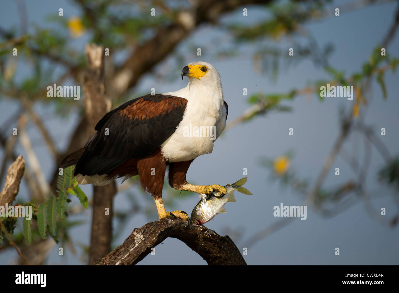 African fish eagle with fish hi-res stock photography and images - Alamy