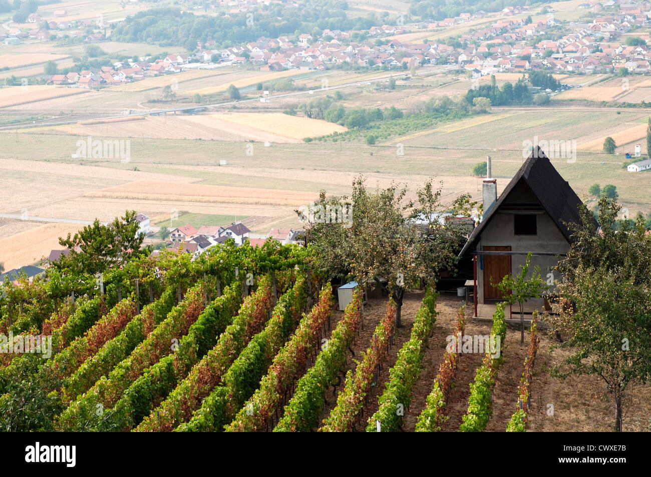small vineyard with the city in the background Stock Photo - Alamy