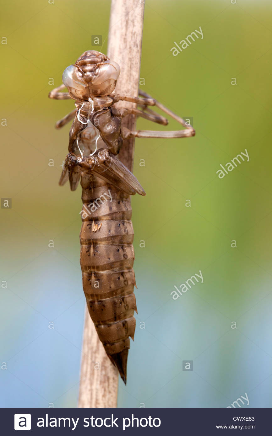 Dragonfly Nymph Stock Photos & Dragonfly Nymph Stock Images - Alamy