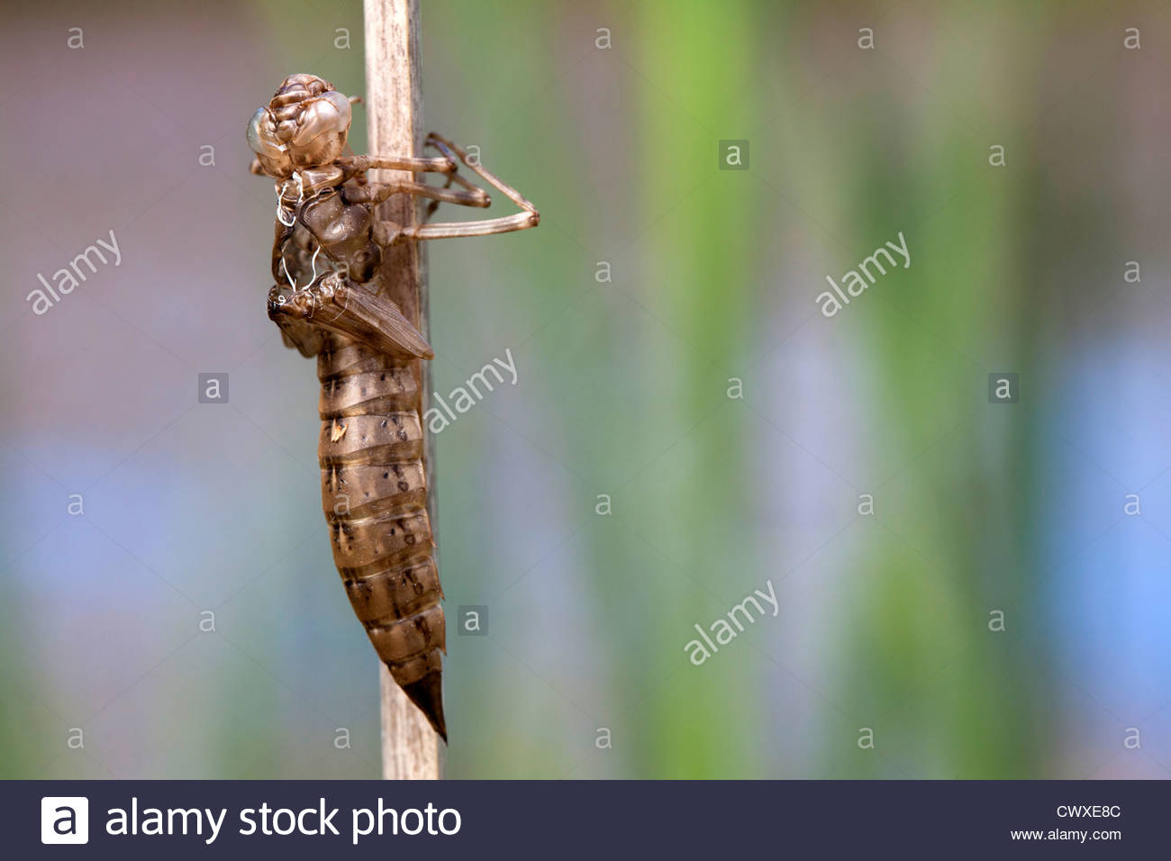 Dragonfly Nymph Stock Photos & Dragonfly Nymph Stock Images - Alamy