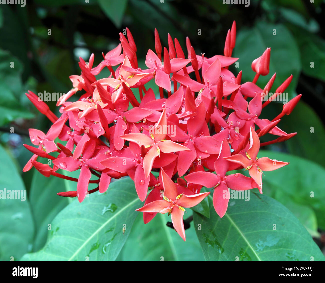 Jungle geranium (Ixora coccinea). Red color Stock Photo - Alamy