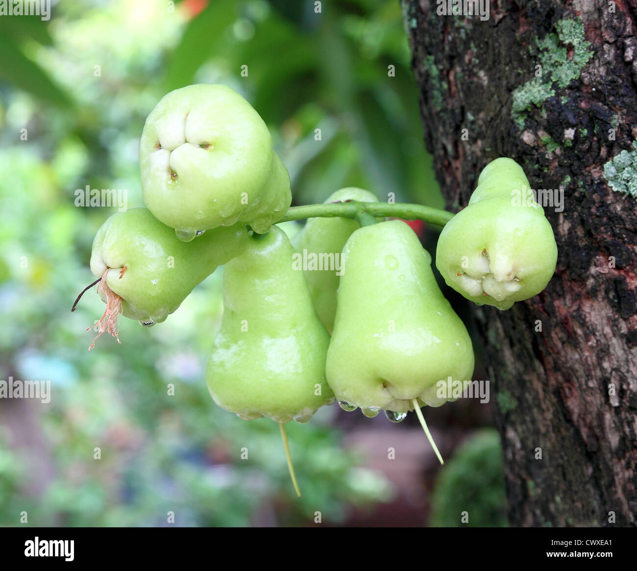India apple tree hi-res stock photography and images - Alamy