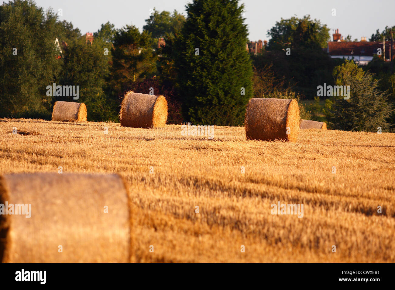 Straw bale rolls hi-res stock photography and images - Alamy