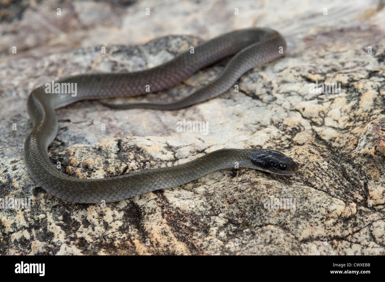 Herald snake hi-res stock photography and images - Alamy