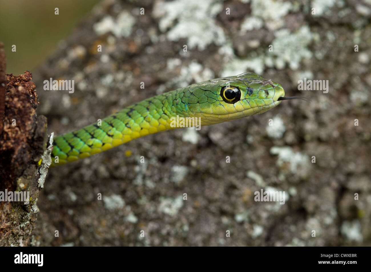 Spotted bush snake, Philothamnus semivariegatus, Akagera National Park ...